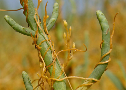 Saltmarsh Dodder, Cuscuta pacifica